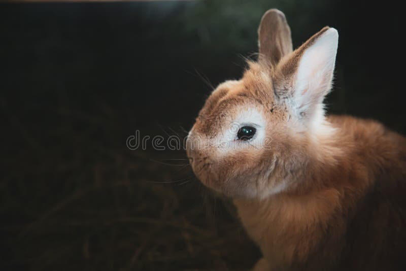 Small Brown Bunny, Home Rabbit Pet Closup on Dark Background Stock ...