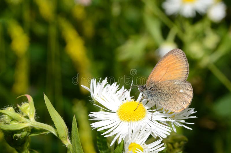 Small brown butterfly stock photo. Image of flowers, black - 35438470
