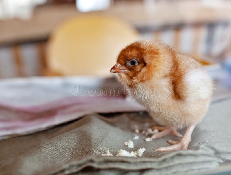 Small Brown Chicken on the Fabric. Young Bird Stock Image - Image of ...