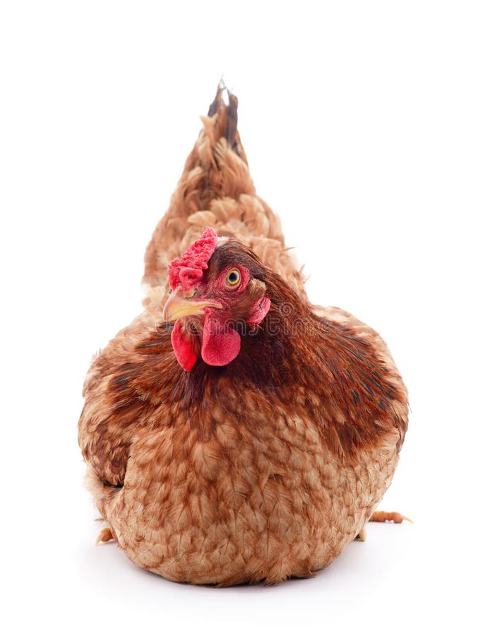 Small brown chicken stock photo. Image of fowl, meat - 169245372