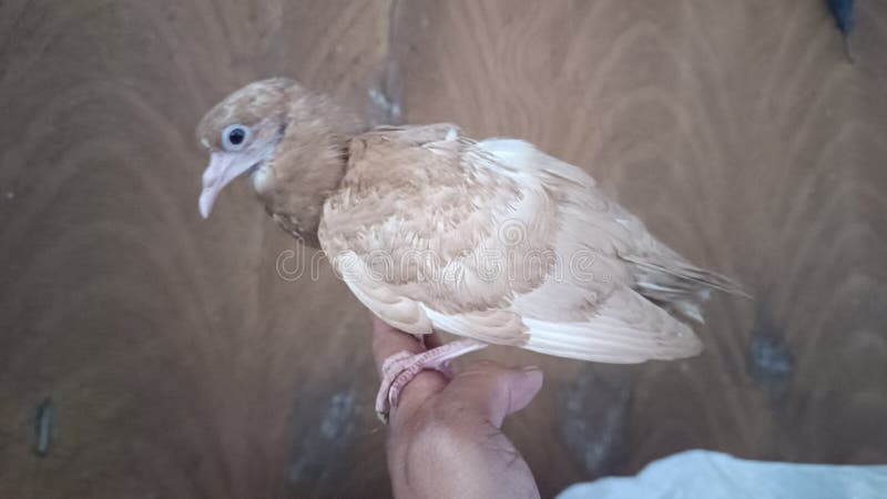 Small Brown Color Pigeon Looking Nice Stock Image - Image of looking ...