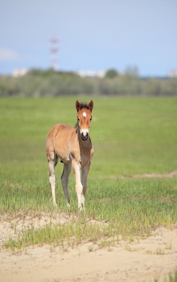 A small brown colt. stock photo. Image of field, cute - 94065616