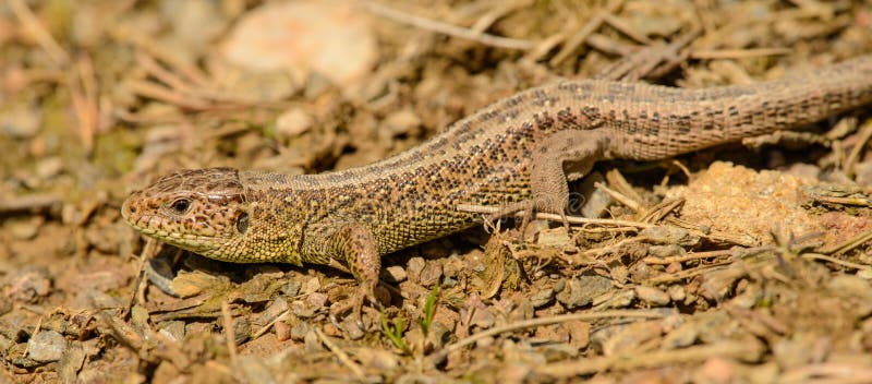 Small Brown Common Lizard on the Ground Stock Photo - Image of ground ...
