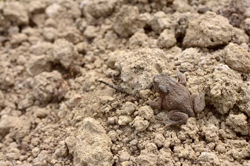 Small Brown Common Toad with Warty, Dry Skin Stock Image - Image of ...