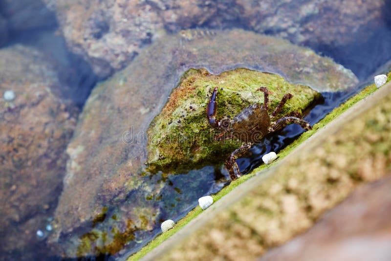 A Small Brown Crab Basking on Stone. Stock Photo - Image of brown ...