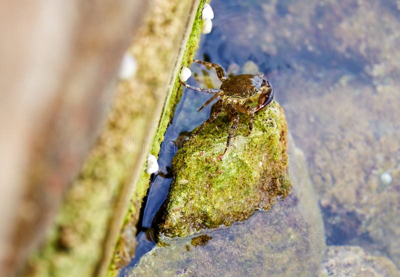 A Small Brown Crab Basking on Stone. Stock Photo - Image of nature ...