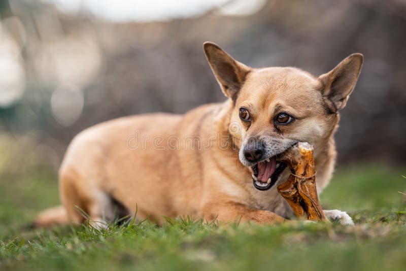 Are Bog Bones Bad For Small Dogs