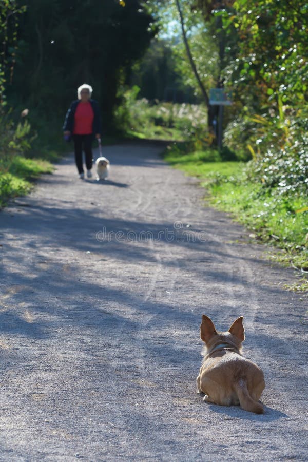 Small Brown Dog Lying Down on Path, Observing and Waiting for Another ...
