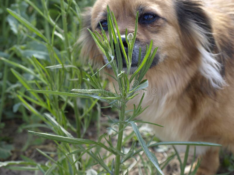 Small brown dog stock photo. Image of meadow, plant - 254091220