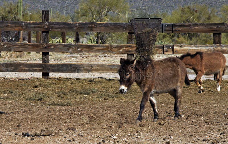 Small brown donkey stock image. Image of short, brown - 29510361