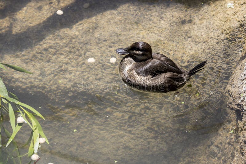 Small Brown Duck Floats in a Scuzzy Cement Pond with Greenery Growing ...