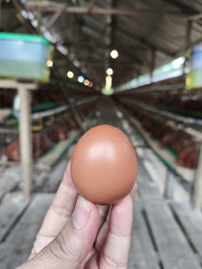 Small Brown Eggs in the Chicken Farm Stock Image - Image of layer ...