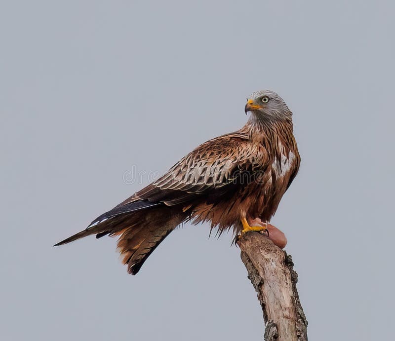 Small, Brown-feathered Bird Perched Atop a Long, Thin Branch Stock ...