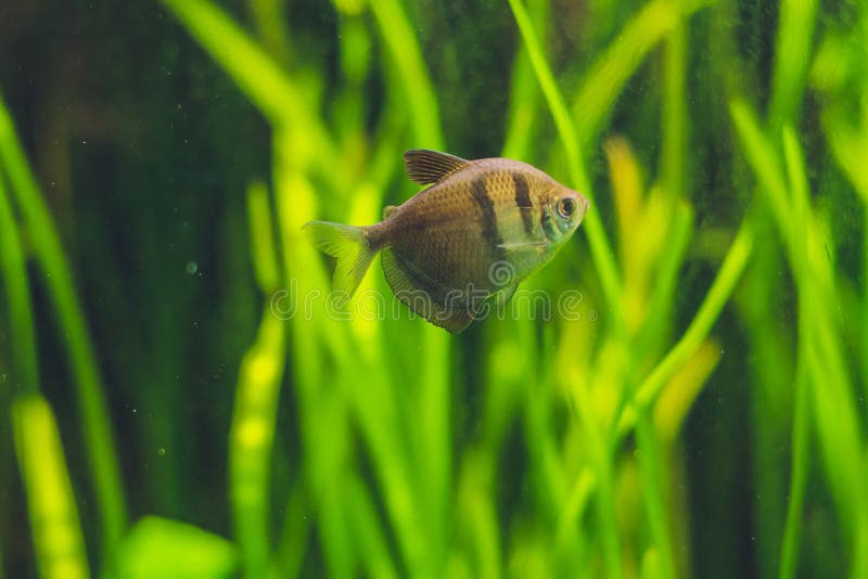 Small Brown Fish in the Aquarium Stock Photo - Image of ...