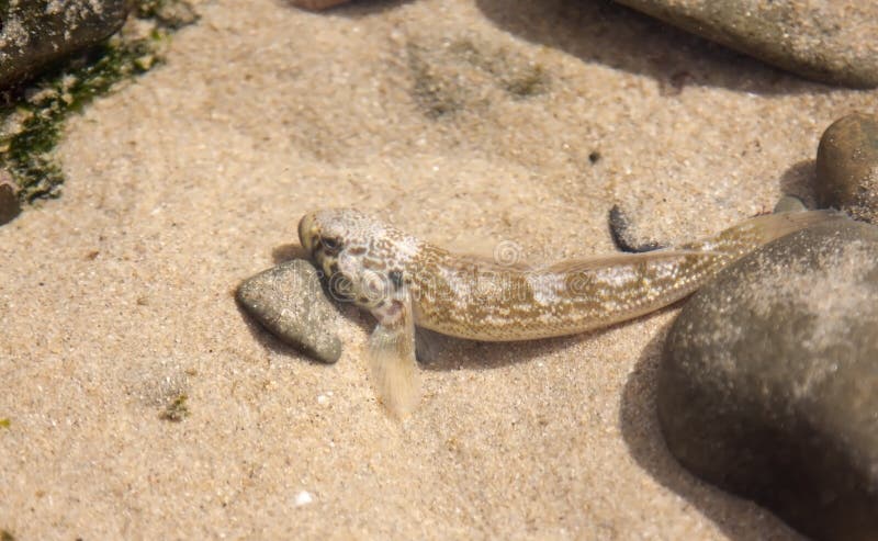 Small Brown Fish in Pond on the Beach Stock Photo - Image of tide ...
