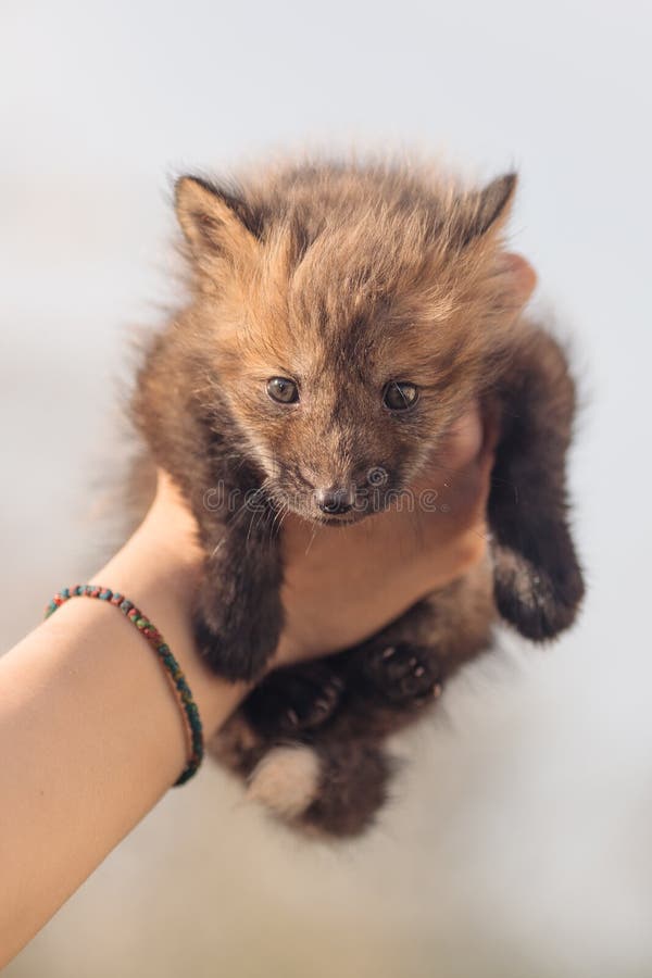 Small Brown Fox Cub in the Green Grass of Blooming White Apple Trees ...