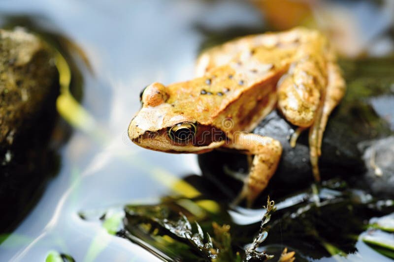 Small brown frog stock photo. Image of small, nature - 112126842