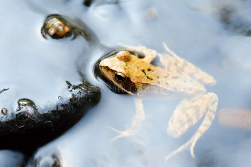 Small brown frog stock image. Image of close, ecosystem - 114204029