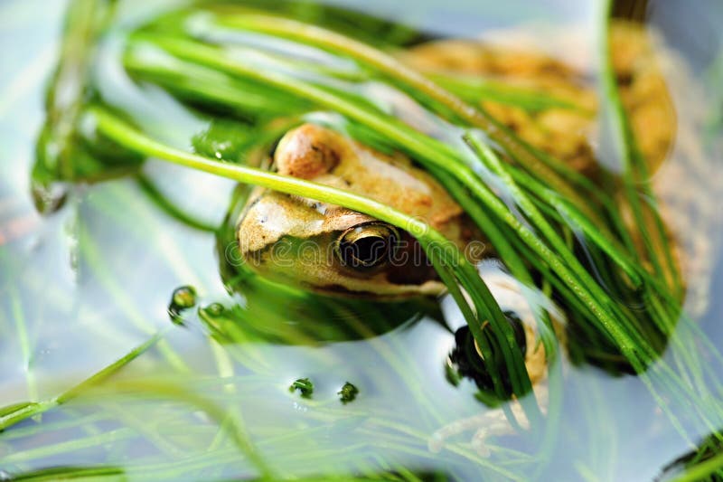 Small brown frog stock image. Image of closeup, nature - 96247773