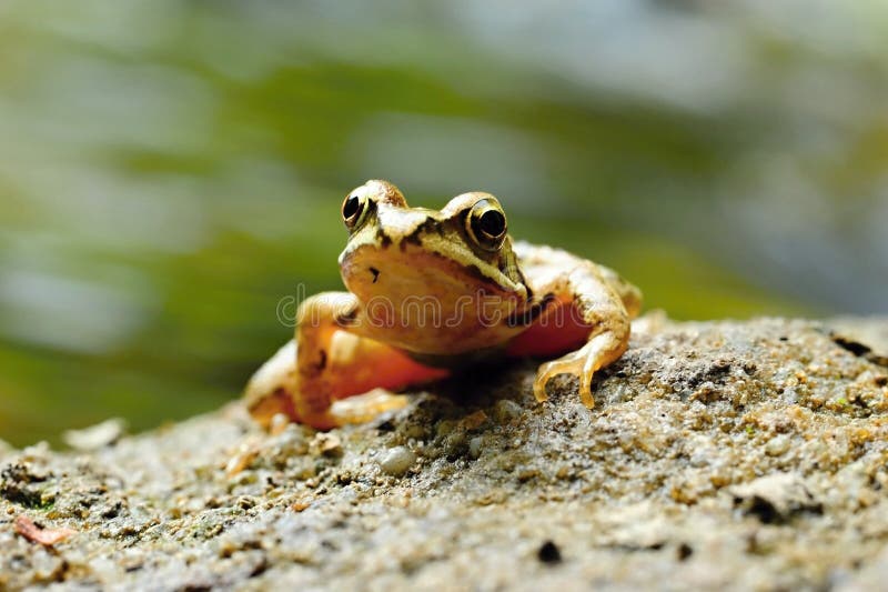 Small brown frog stock photo. Image of frogs, leaf, nature - 96248126