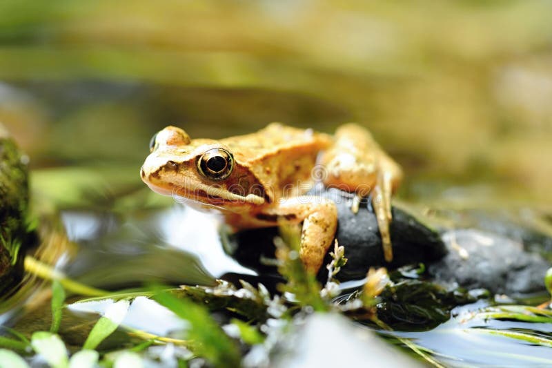 Small brown frog stock photo. Image of jungle, toad, animal - 96860308