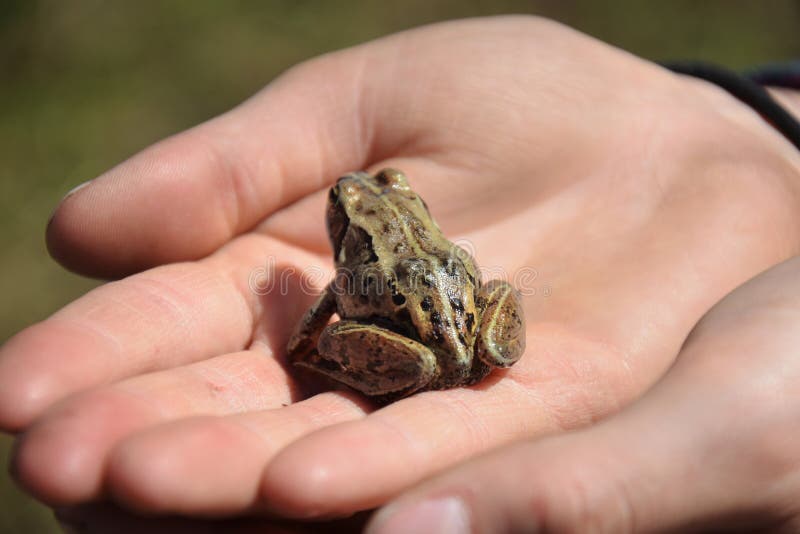 Small Brown Frog Close Up stock photo. Image of frog - 148184140