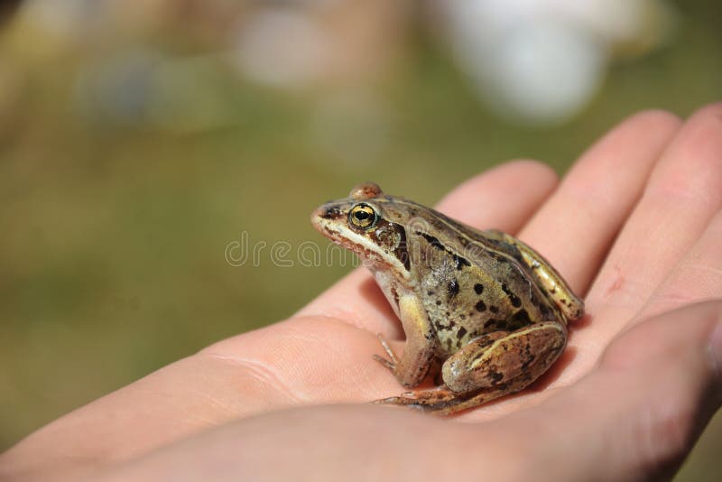 Small Brown Frog Close Up stock photo. Image of alive - 148184280
