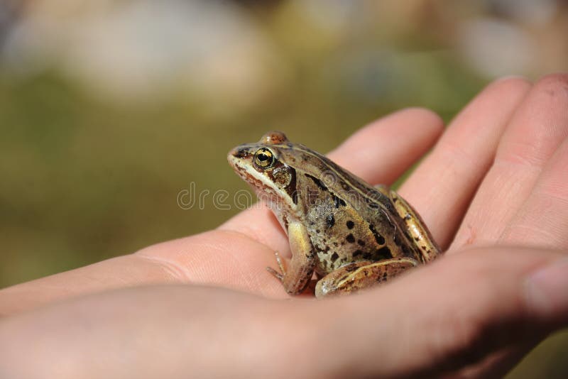 Small Brown Frog Close Up stock photo. Image of rana - 148184294
