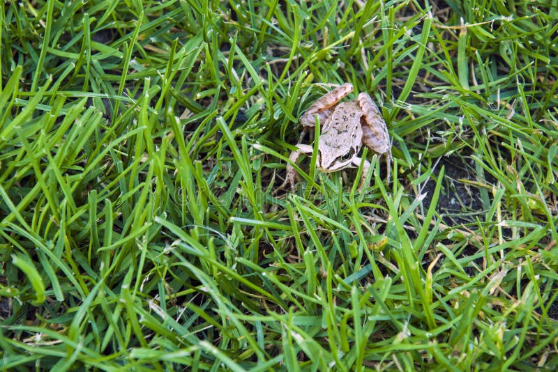 Frog on grass stock photo. Image of animal, amphibian - 33220740