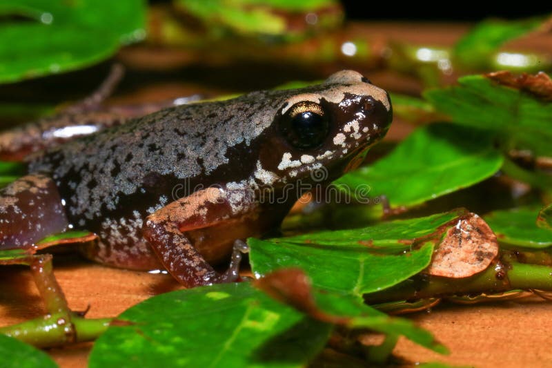 Small Brown Frog on a Green Leaf Stock Photo - Image of ecosystem, frog ...