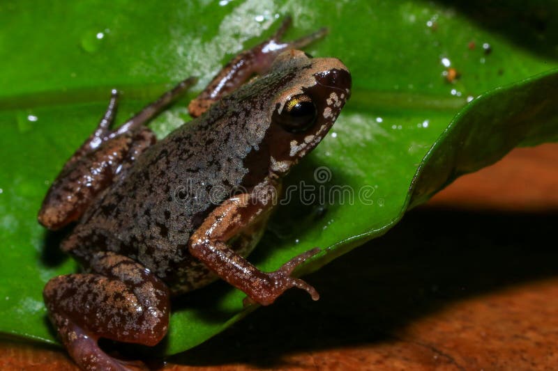 Small Brown Frog on a Green Leaf Stock Image - Image of reptile, jungle ...