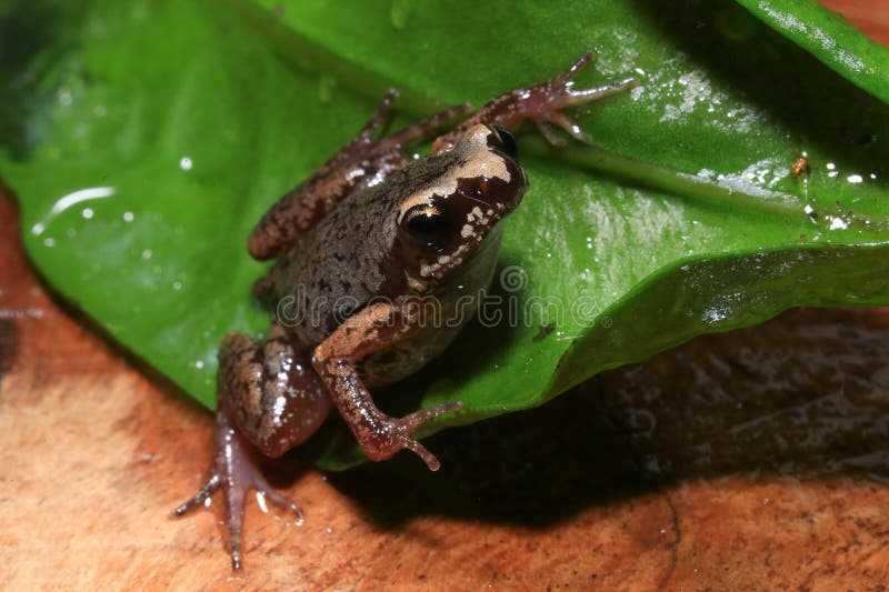 Small Brown Frog on a Green Leaf Stock Photo - Image of understory ...