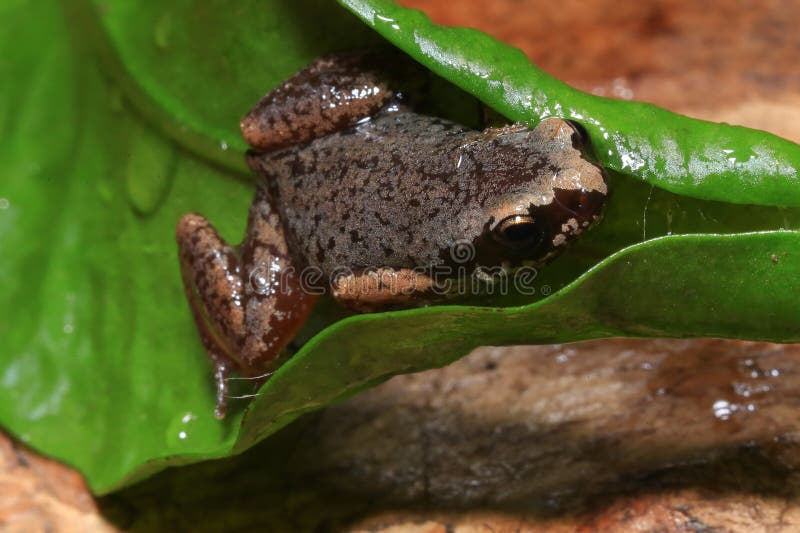 Small Brown Frog on a Green Leaf Stock Photo - Image of herpetology ...