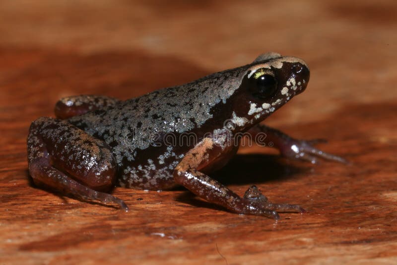 Small Brown Frog on a Green Leaf Stock Photo - Image of brown ...