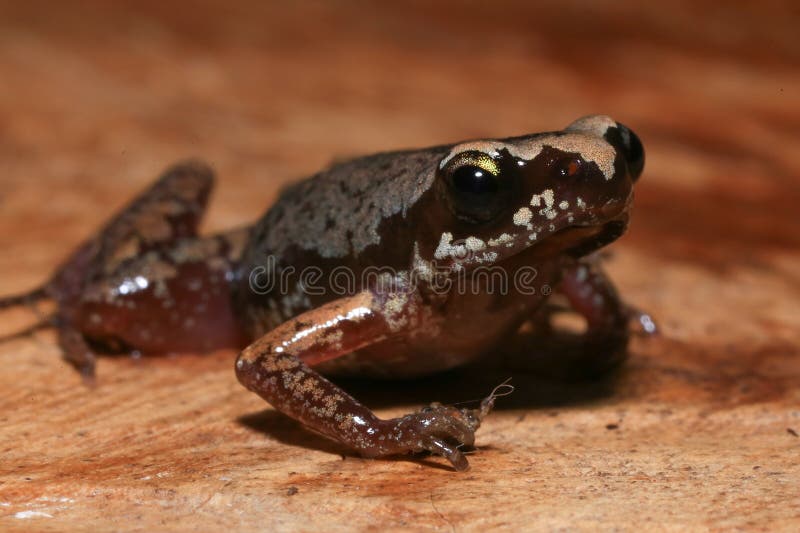 Small Brown Frog on a Green Leaf Stock Image - Image of canopy, animal ...
