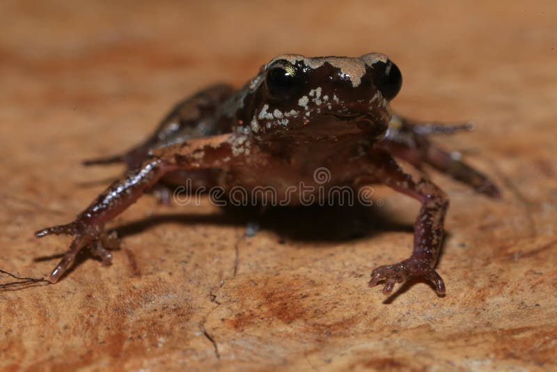 Small Brown Frog on a Green Leaf Stock Image - Image of understory ...