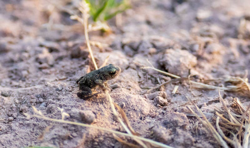 Small Brown Frog Hopping on the Forest Ground Stock Image - Image of ...