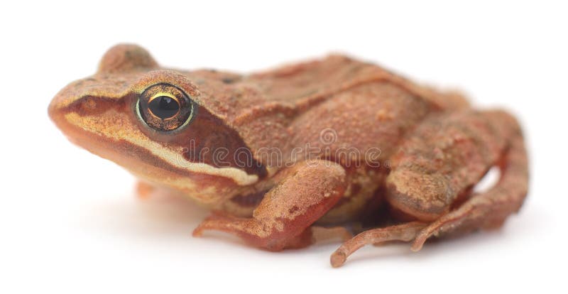 Small brown frog stock image. Image of sitting, small - 261145835