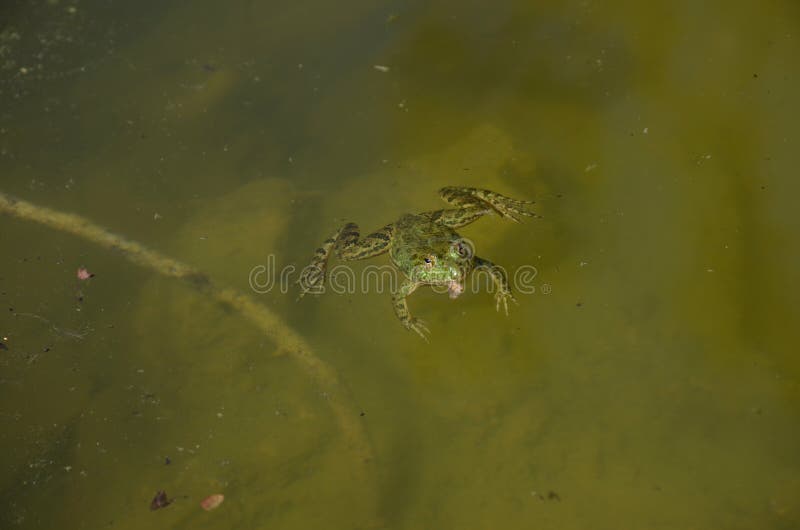 Small Brown Frog Melt with Clay in the Water. Stock Image - Image of ...