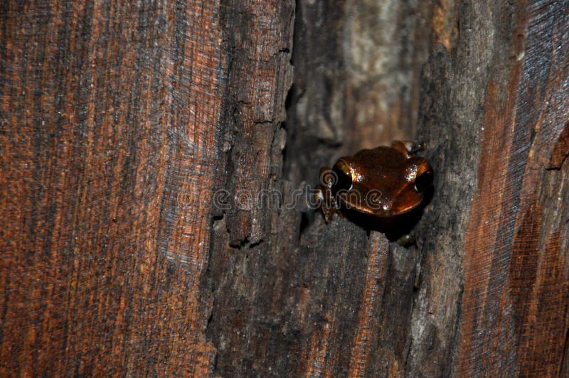 Small Brown Frog in a Tree. Stock Photo - Image of exotic, quoc: 134673312