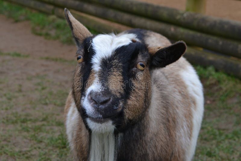 Small Brown Goat Looking at Camera Stock Image - Image of attention ...
