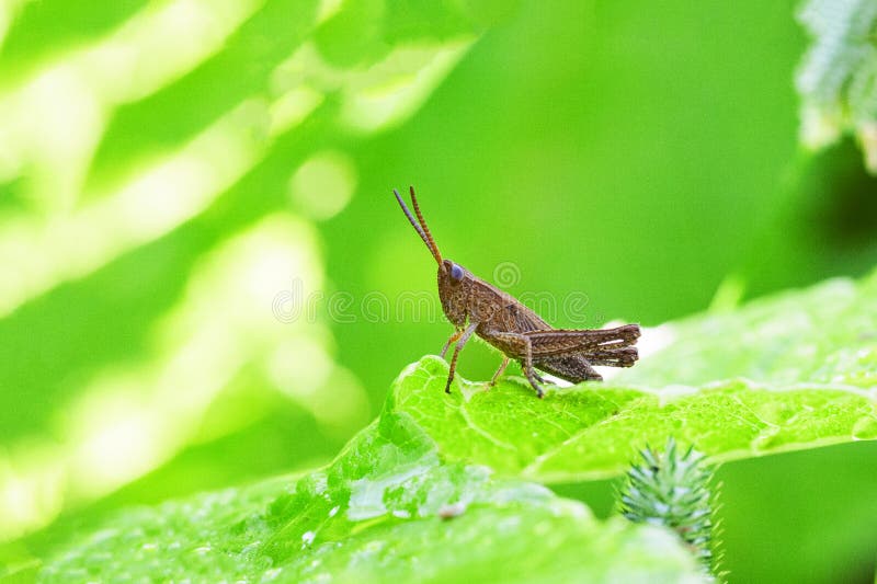Grasshopper at the Leaf in Macrophotography Stock Image - Image of ...