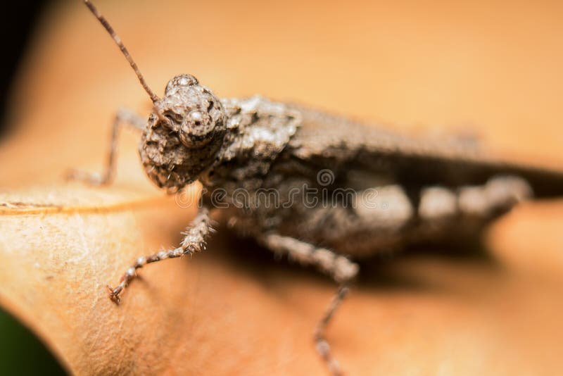 Brown Grasshopper on a Leaf in Harmony with Nature. Stock Photo - Image ...