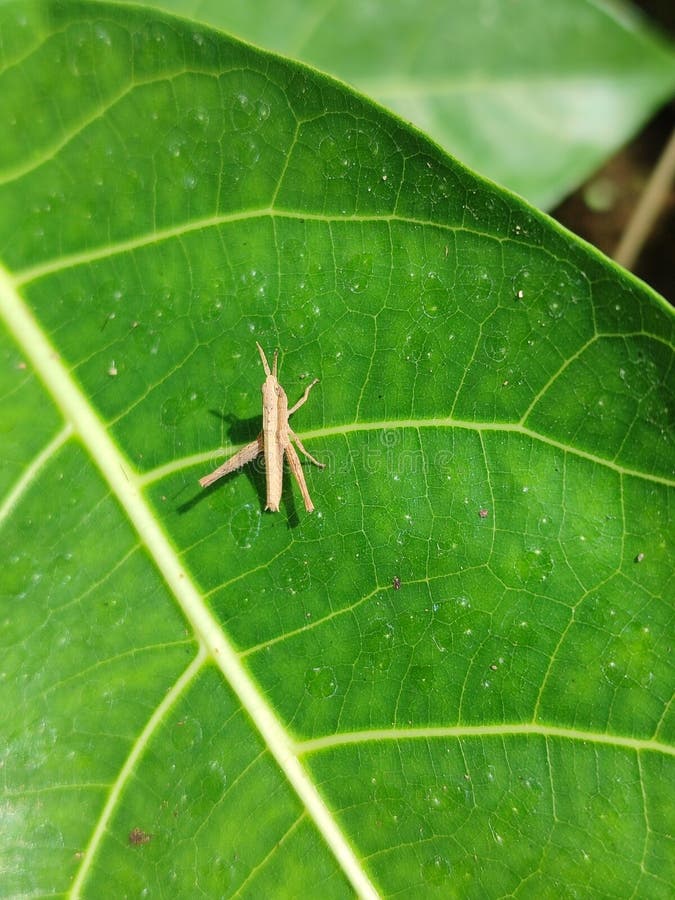 Small Brown Grasshopper Sits on the Green Leaf Stock Image - Image of ...