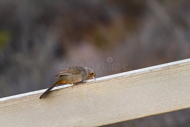 Small Brown, Grey, Bird on White Board Stock Image - Image of outdoors ...