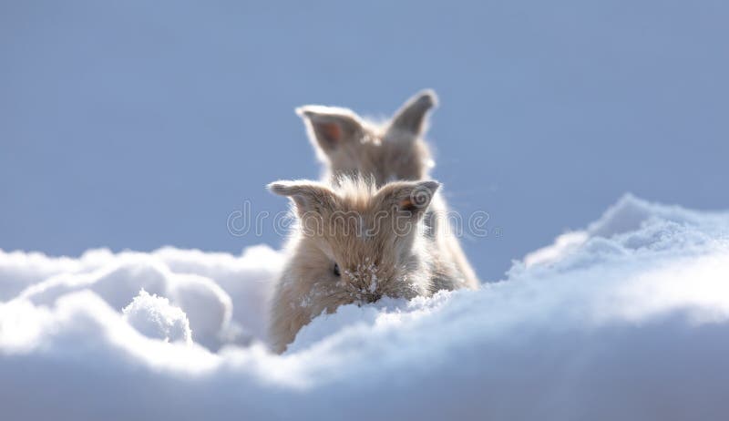 Small Brown Hare on Snow in Cold Winter Stock Photo - Image of winter ...
