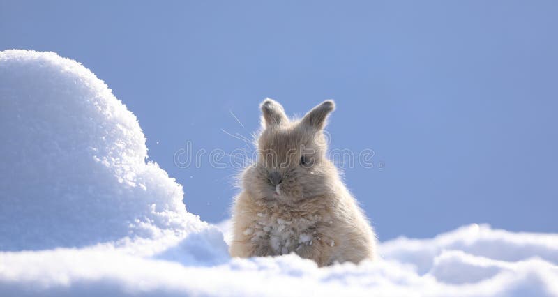 Small Brown Hare on Snow in Cold Winter Stock Photo - Image of bunny ...