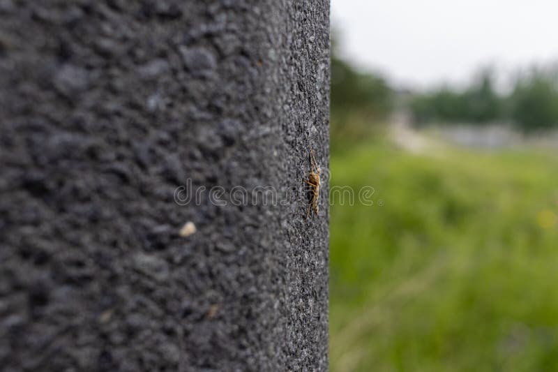 A Small Brown Insect - Perched on a Textured Grey Surface - Vibrant ...