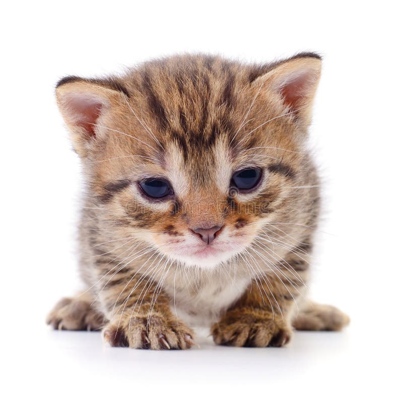 Kitten on White Background. Stock Photo - Image of studio, pets: 116832946