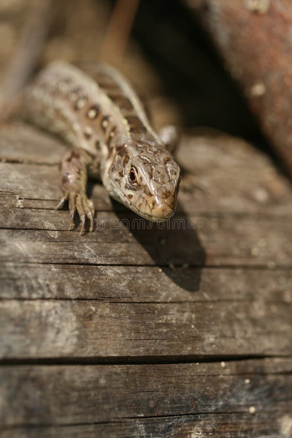 Small brown pekingese dog stock image. Image of hands - 141787903